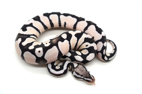 Pastel VPI Axanthic Desert Ghost Ball Python by Ozzy Boids LLC