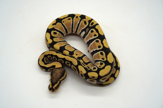 Desert Ghost DH VPI Axanthic Clown Ball Python by Ozzy Boids LLC