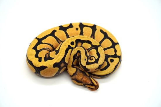 Orange Dream YB Red Stripe Desert Ghost DH Genetic Stripe Clown Ball ...