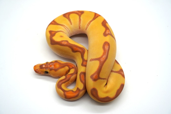 Orange Dream Enchi Banana Clown Ball Python by Ozzy Boids LLC