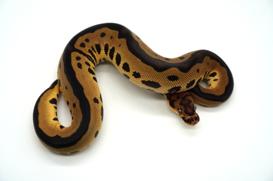Leopard Clown Het Pied Ball Python by Ozzy Boids LLC