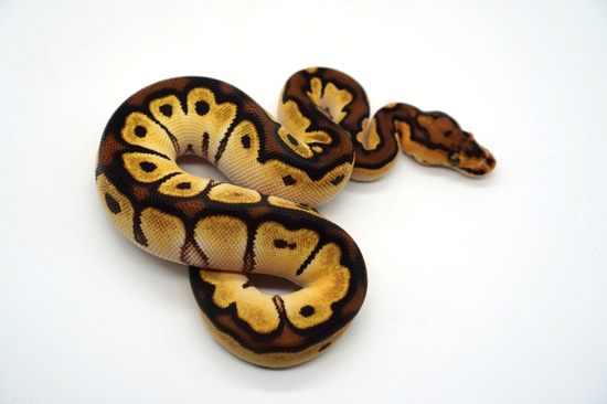 Super Orange Dream Red Stripe Clown Het Genetic Stripe Ball Python by ...