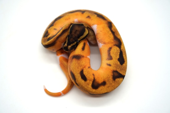 Orange Dream Enchi Pied DH Hypo Desert Ghost Ball Python by Ozzy Boids LLC
