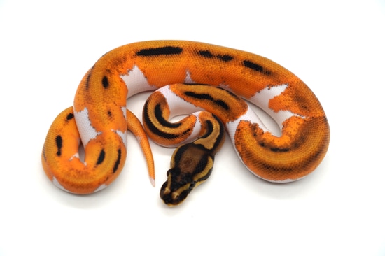 Super Orange Dream Enchi Pied DH Hypo Desert Ghost Ball Python by Ozzy ...