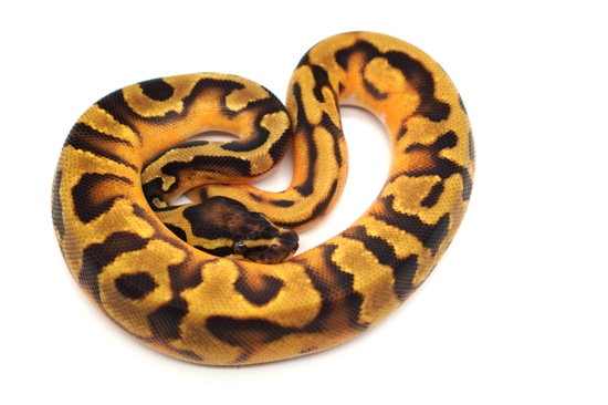 Orange Dream Enchi Pied DH Hypo Desert Ghost Ball Python by Ozzy Boids LLC
