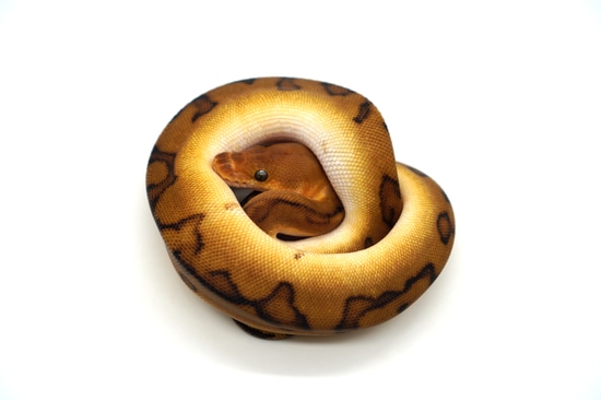 Genetic Stripe Clown Ball Python by Ozzy Boids LLC