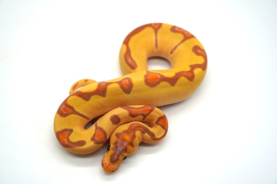 Orange Dream Enchi Banana Clown Ball Python by Ozzy Boids LLC