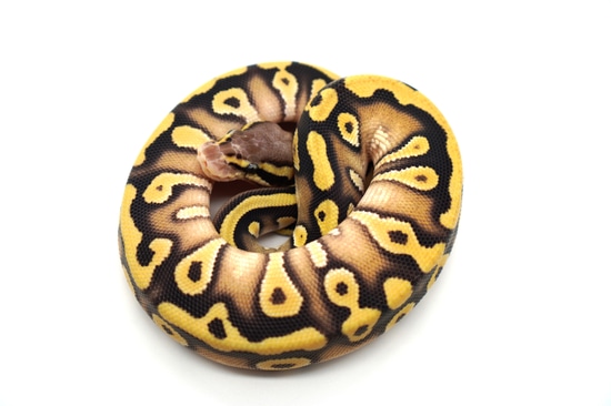 Orange Dream Pastave DH Desert Ghost Clown Ball Python by Ozzy Boids LLC