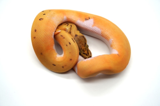 Orange Dream Pinstripe Desert Ghost Pied Ball Python by Ozzy Boids LLC