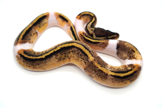 Pastel Leopard Pied DH VPI Axanthic Desert Ghost Ball Python by Ozzy ...