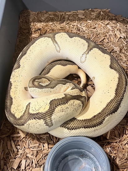 High Intensity Super Orange Dream Fire Clown Ball Python by Ozzy Boids LLC