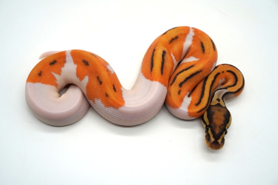 Super Orange Dream Hypo Leopard Pied Ball Python by Ozzy Boids LLC