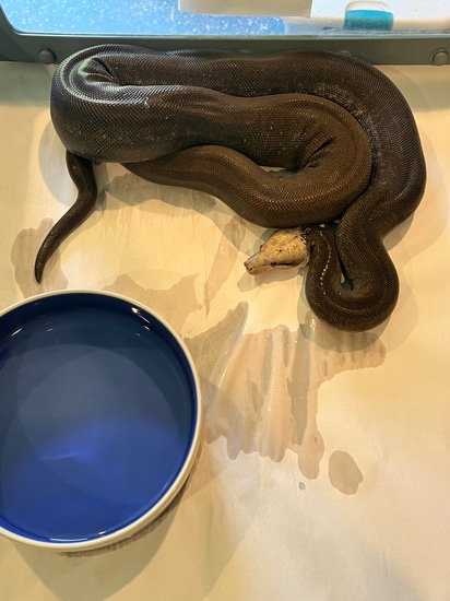 VPI T+ Eclipse Boa Constrictor by Ozzy Boids LLC