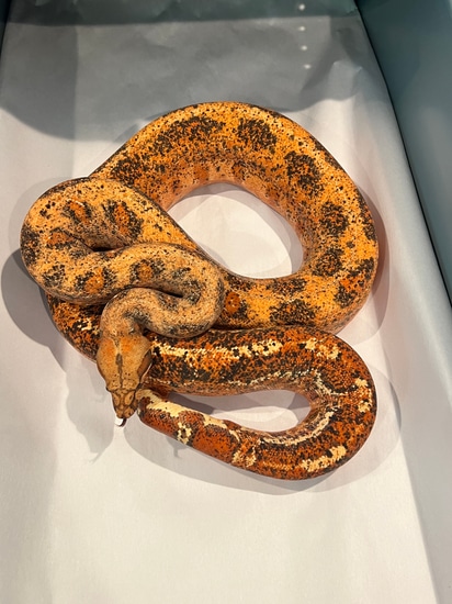 VPI T+ Sunglow Leopard Boa Constrictor by Ozzy Boids LLC