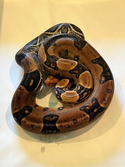 Abbarant Blood 66% Het Sharp Albino Boa Constrictor by Ozzy Boids LLC