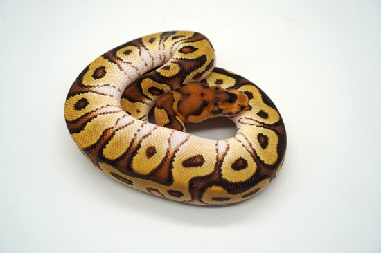 Super Orange Dream Cypress Clown Ball Python by Ozzy Boids LLC