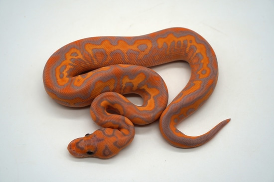 Super Orange Dream YB Spotnose Cypress Banana (Pos Black Pastel) Clown ...