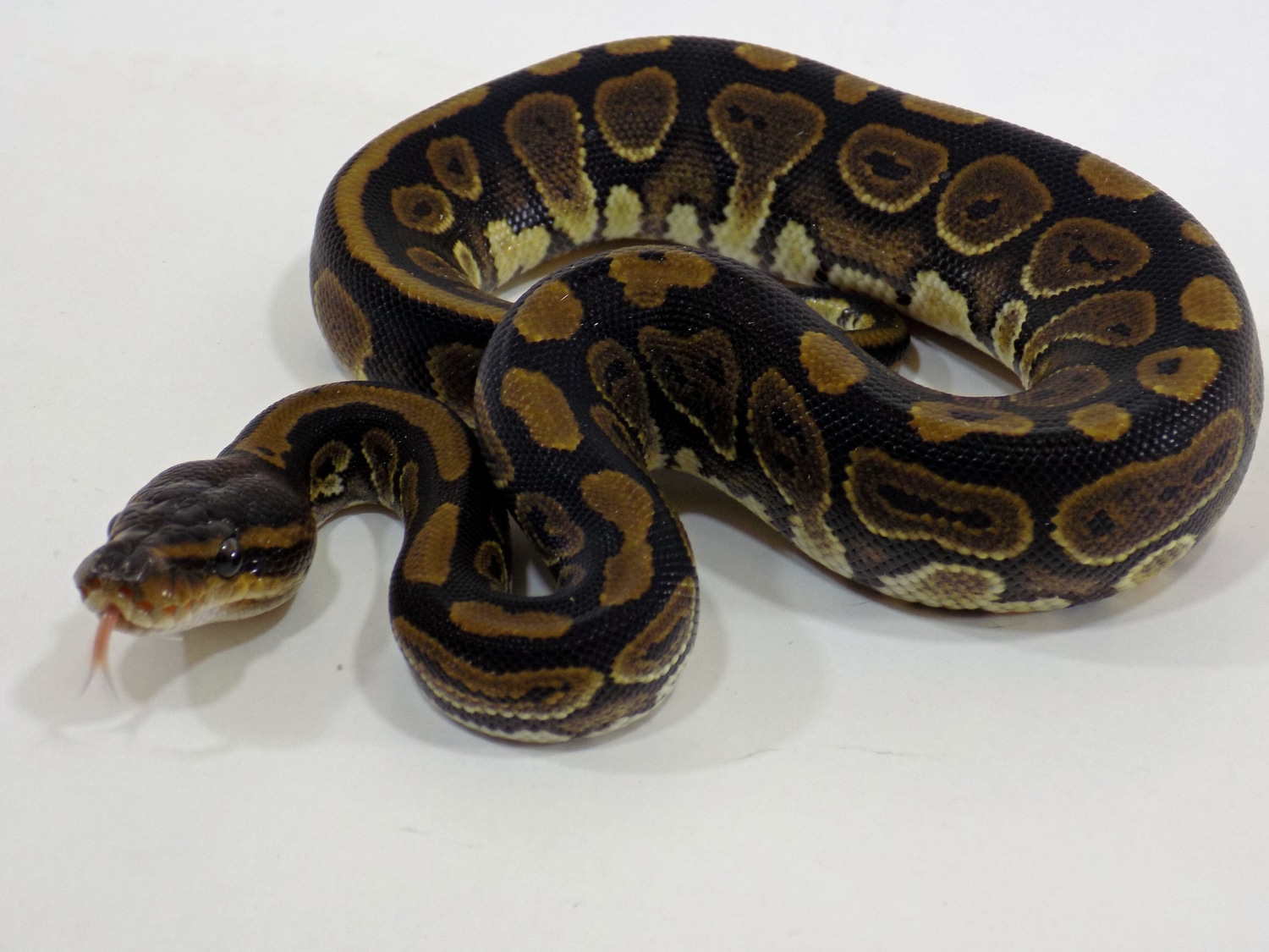 Mahogany Ball Python by P5Pythons - MorphMarket