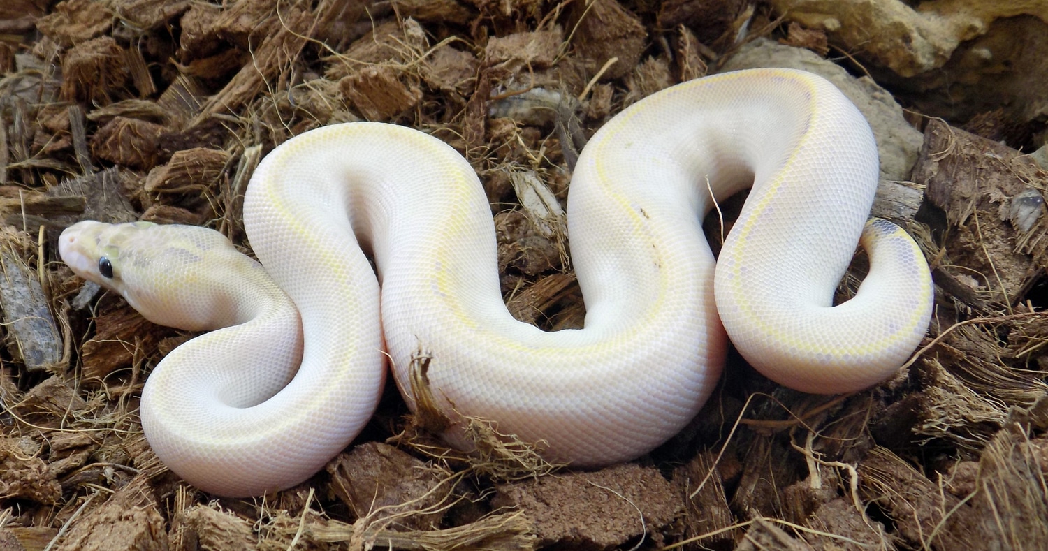 Ivory Ball Python by P5Pythons - MorphMarket
