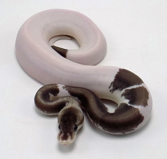Grey Matter Ball Python by P5Pythons