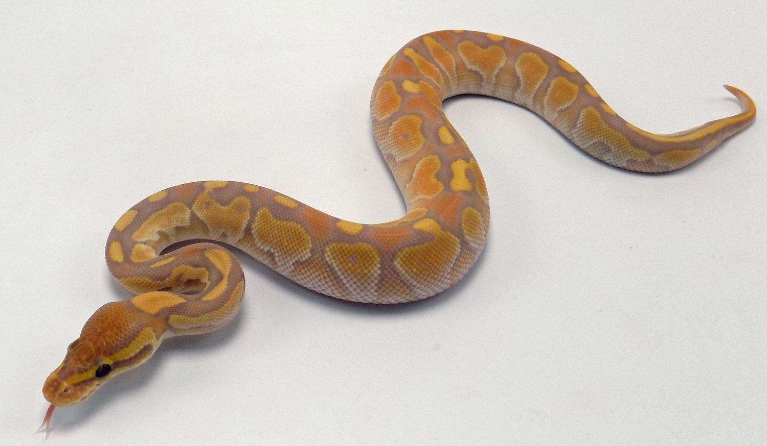 Butter Ultramel Ball Python by P5Pythons - MorphMarket