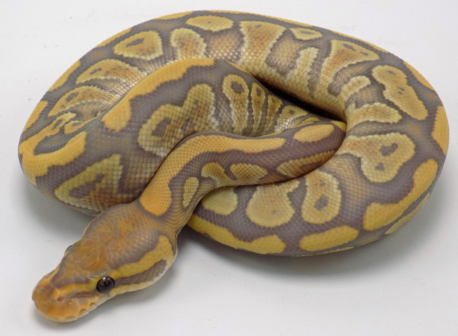 Caramel Glow Ball Python by P5Pythons - MorphMarket