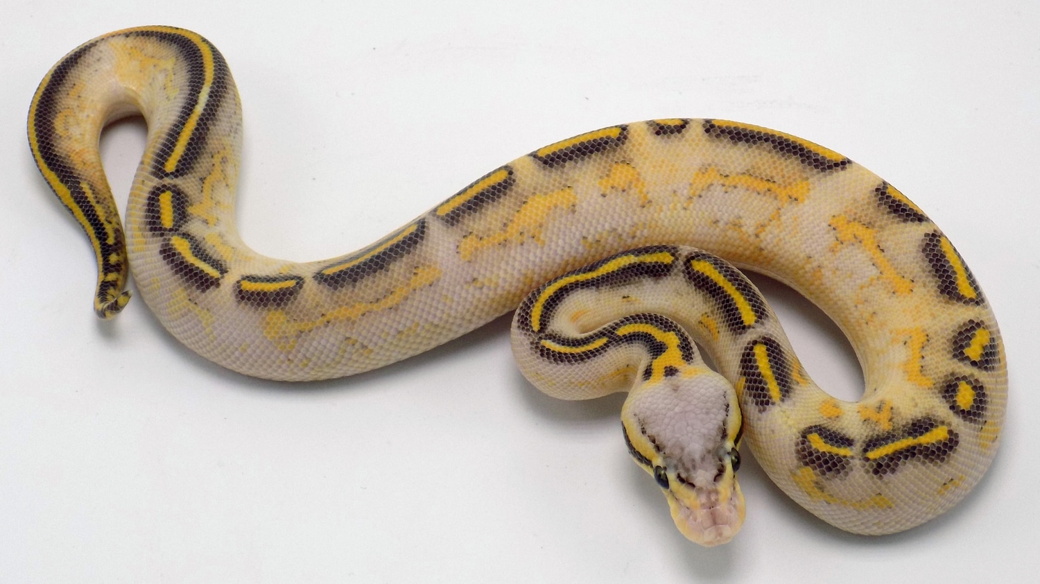 Pastel Highway Ball Python by P5Pythons - MorphMarket