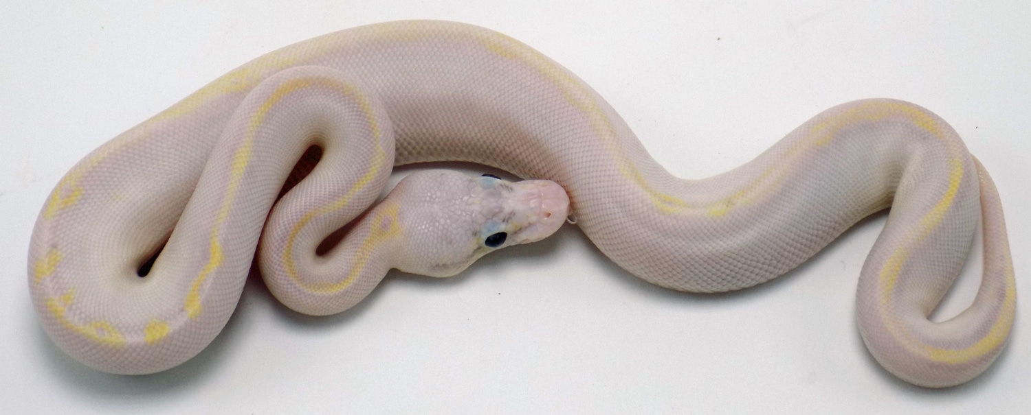 Pastel Ivory (Possible Super Pastel) Ball Python by P5Pythons - MorphMarket