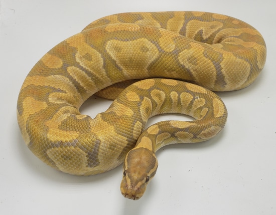 Caramel Glow Ball Python by P5Pythons