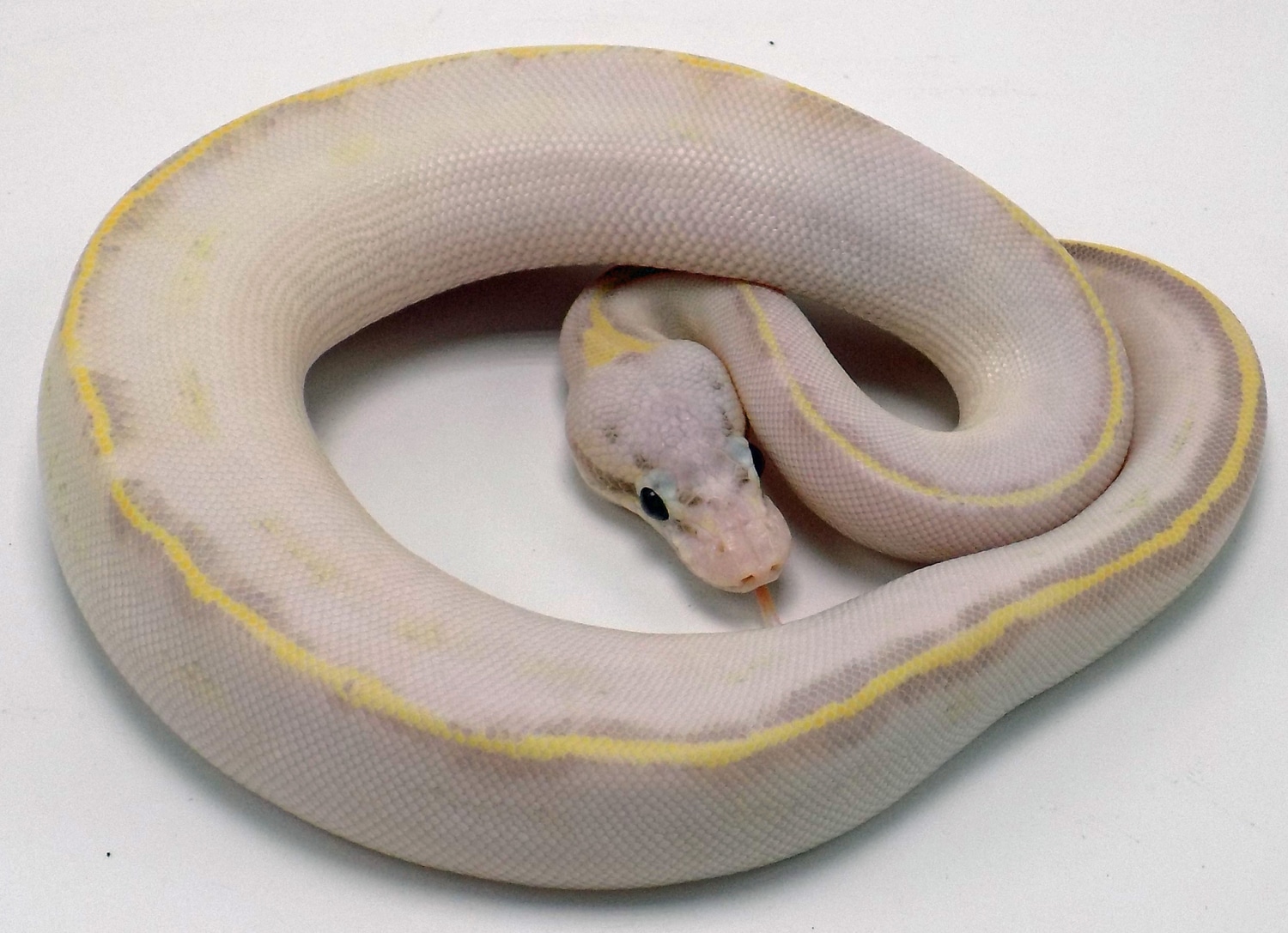 Pastel Ivory Possible Super Pastel Ball Python by P5Pythons - MorphMarket
