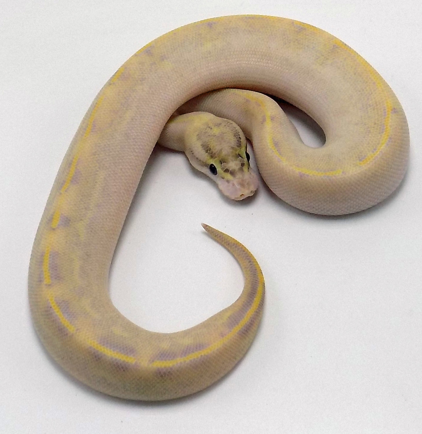 Ivory Ball Python by P5Pythons - MorphMarket