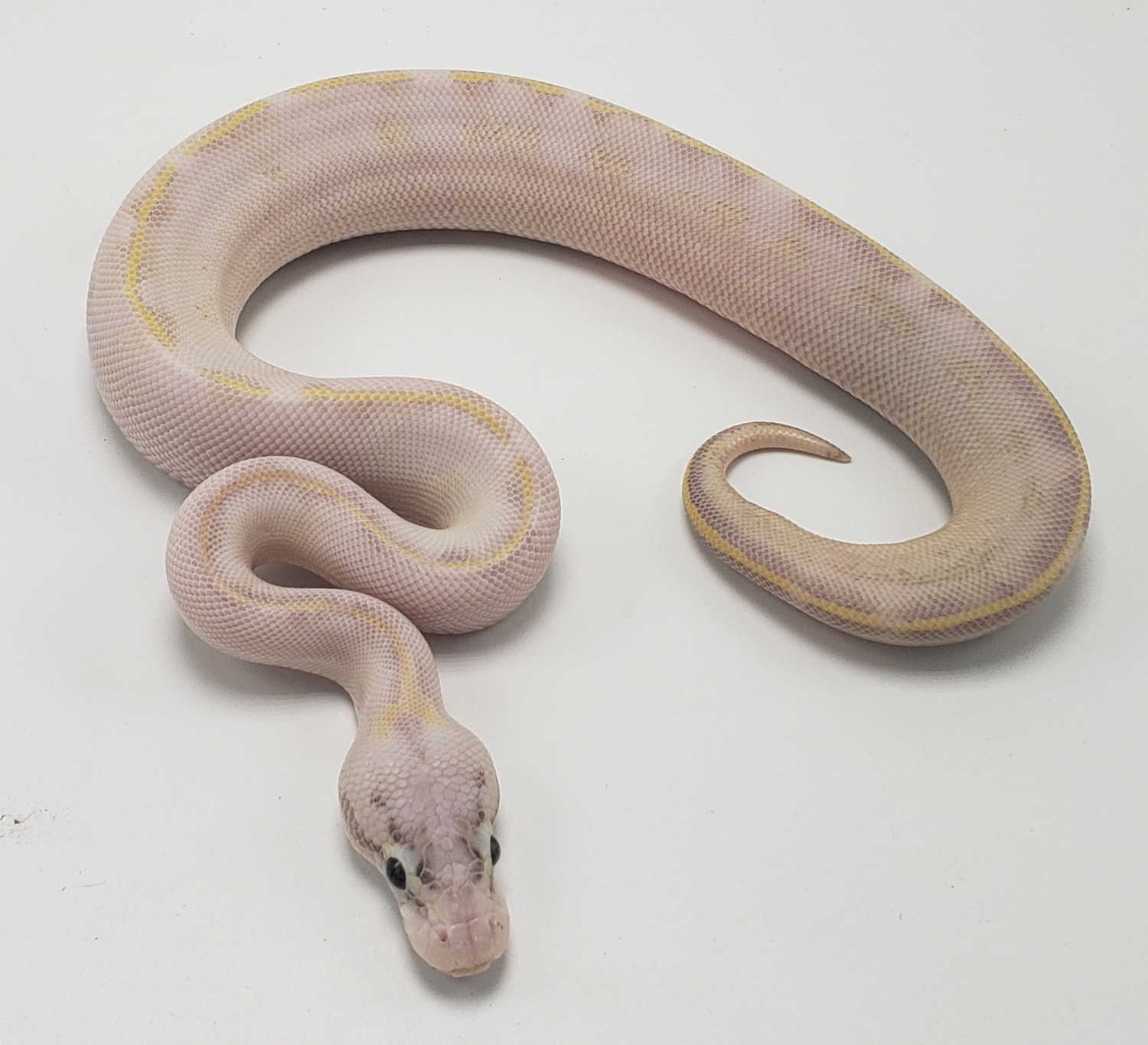Pastel Ivory Ball Python by P5Pythons - MorphMarket