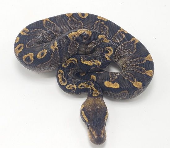 GHI Mahogany 66% Het Pied Ball Python by P5Pythons