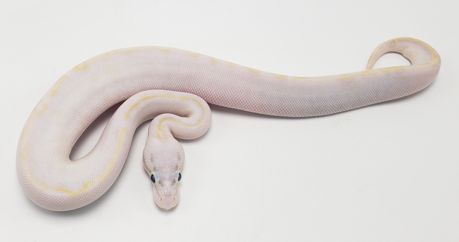 Super? Pastel Ivory Ball Python by P5Pythons - MorphMarket