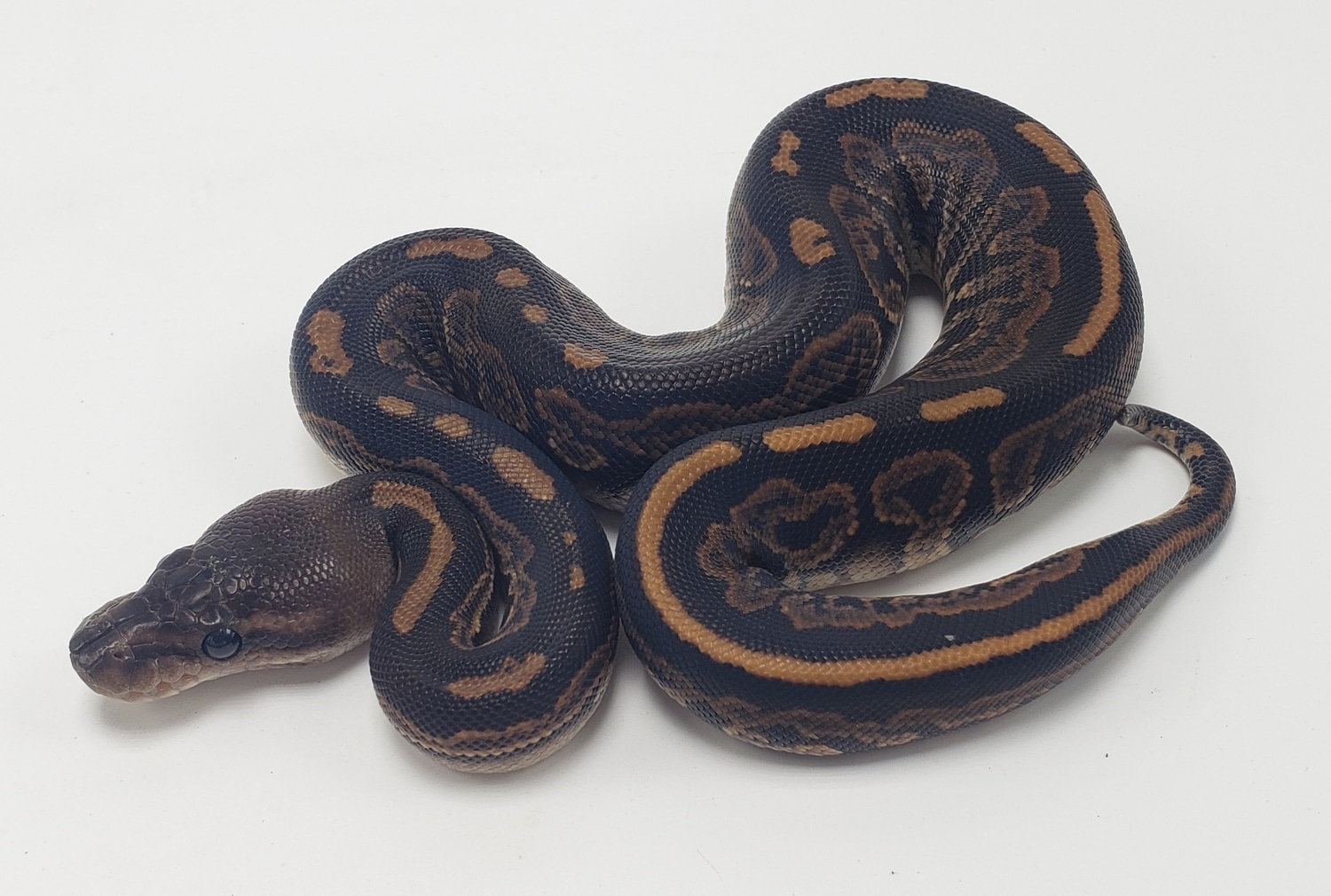 Black Pastel Mahogany Het Ghost Ball Python by P5Pythons - MorphMarket