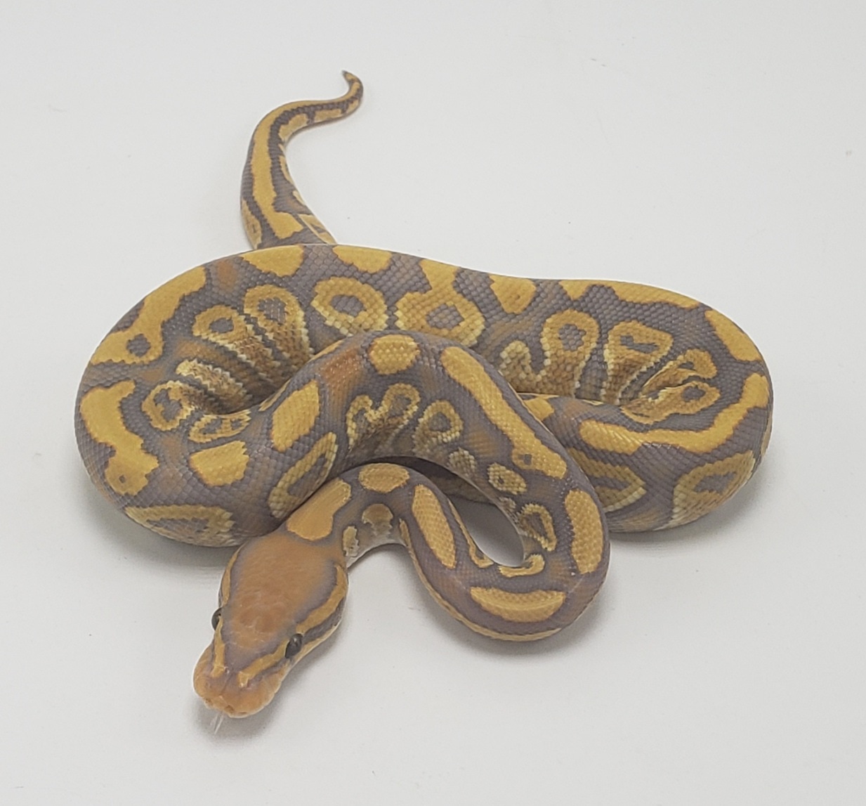 Caramel Glow Ball Python by P5Pythons - MorphMarket