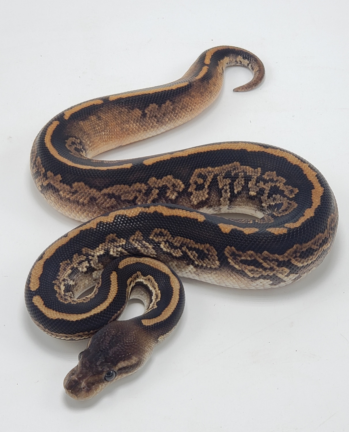 Black Pastel Mahogany Het Pied Ball Python by P5Pythons - MorphMarket