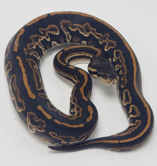 Black Pastel Orange Dream Leopard Ball Python by P5Pythons