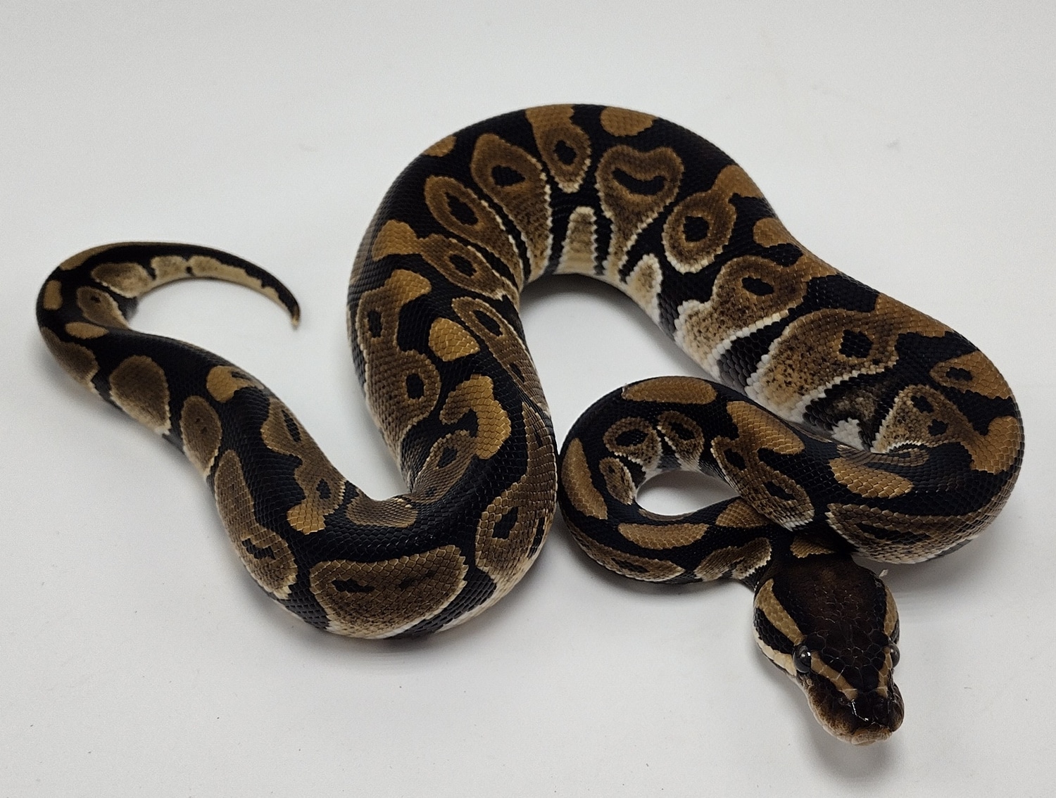 DH Desert Ghost VPI Axanthic 50% Het Clown Ball Python by P5Pythons ...