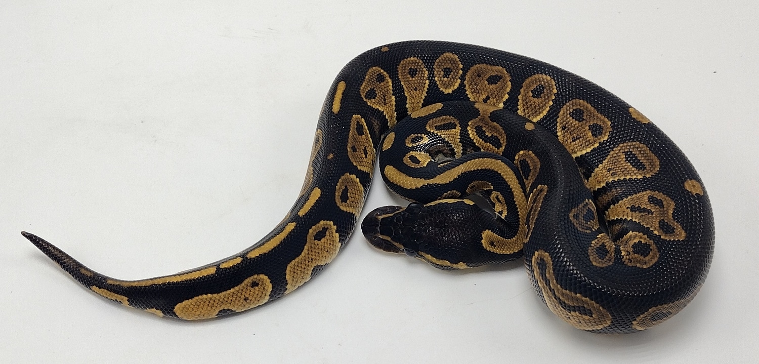 Black Head Ball Python by P5Pythons - MorphMarket