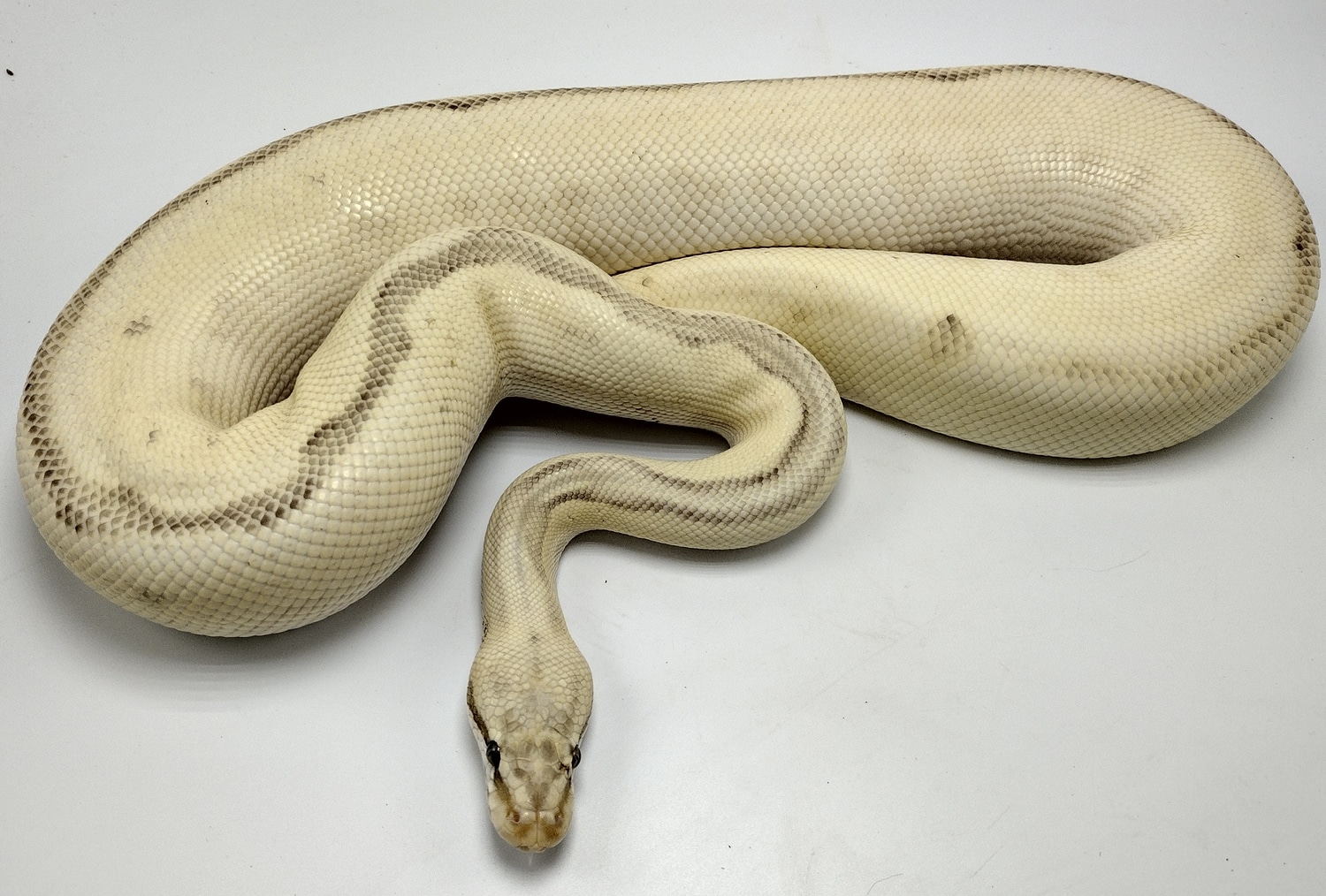 Spider Leopard Orange Dream Fire Pastel Mojave Het Ghost Ball Python by ...