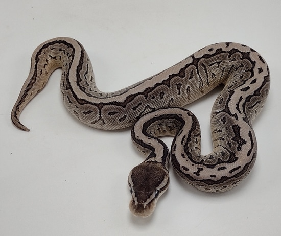 Mojave Pinstripe VPI Axanthic 66% Het Ghost 3F Ball Python by P5Pythons