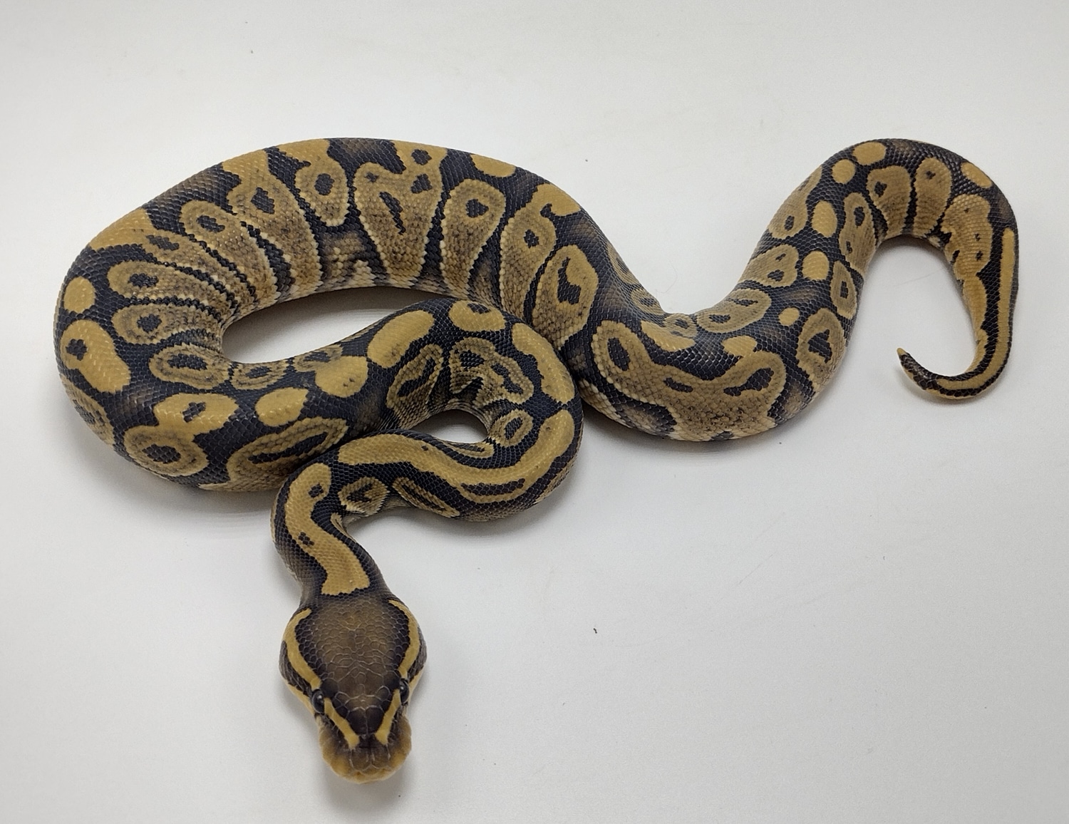 Ghost Het VPI Axanthic Ball Python by P5Pythons - MorphMarket
