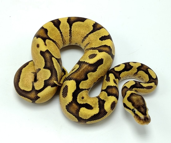 Fire Enchi Leopard Yellow Belly Ball Python by P5Pythons