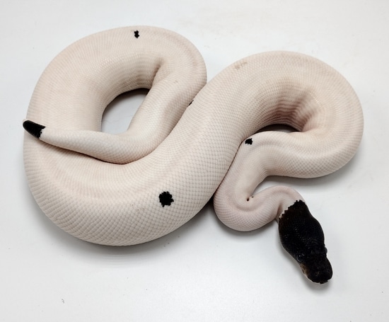 Cinnamon Suma Pied Ball Python By P5pythons 