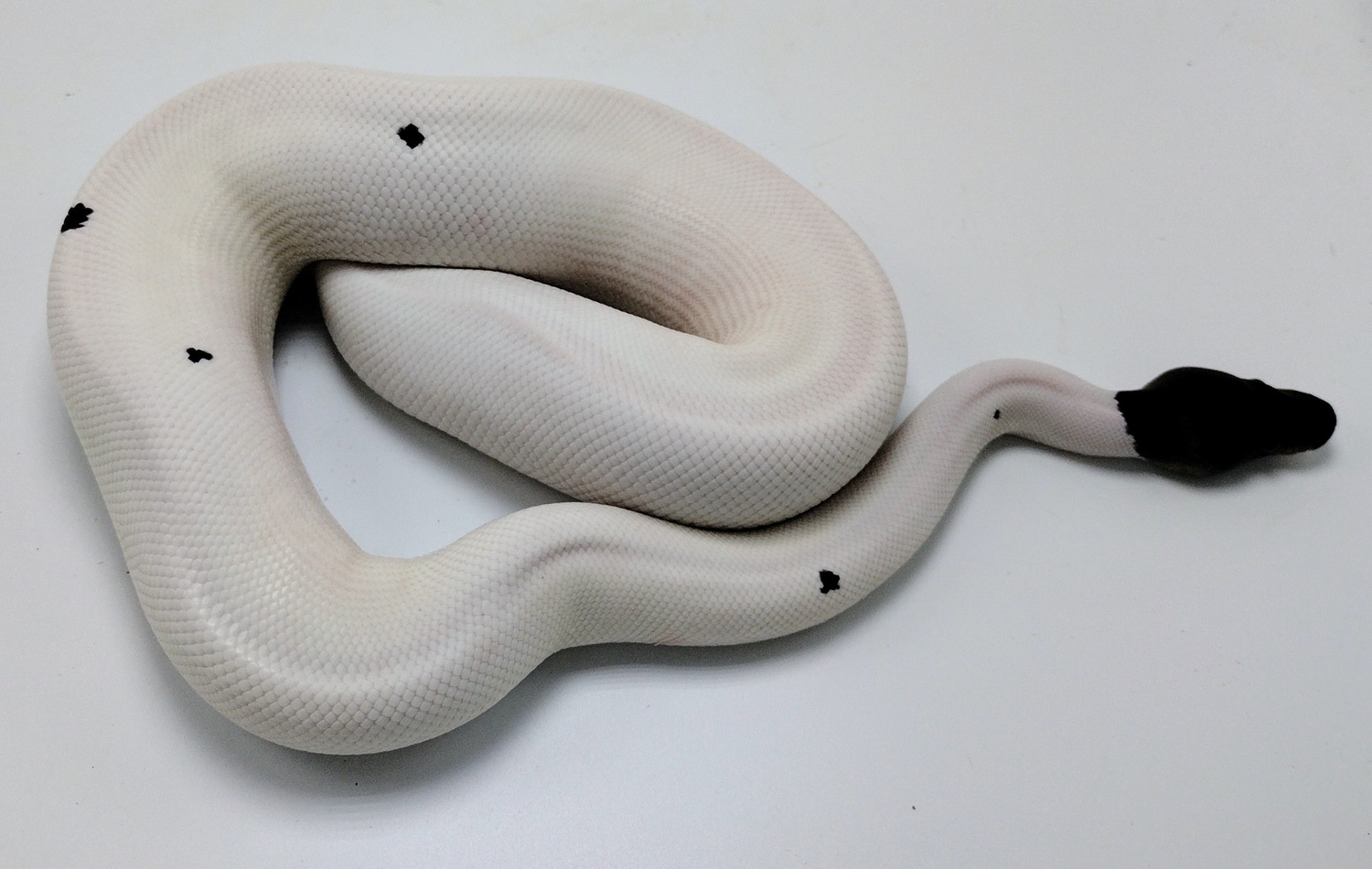 Cinnamon Suma Pied Ball Python by P5Pythons - MorphMarket