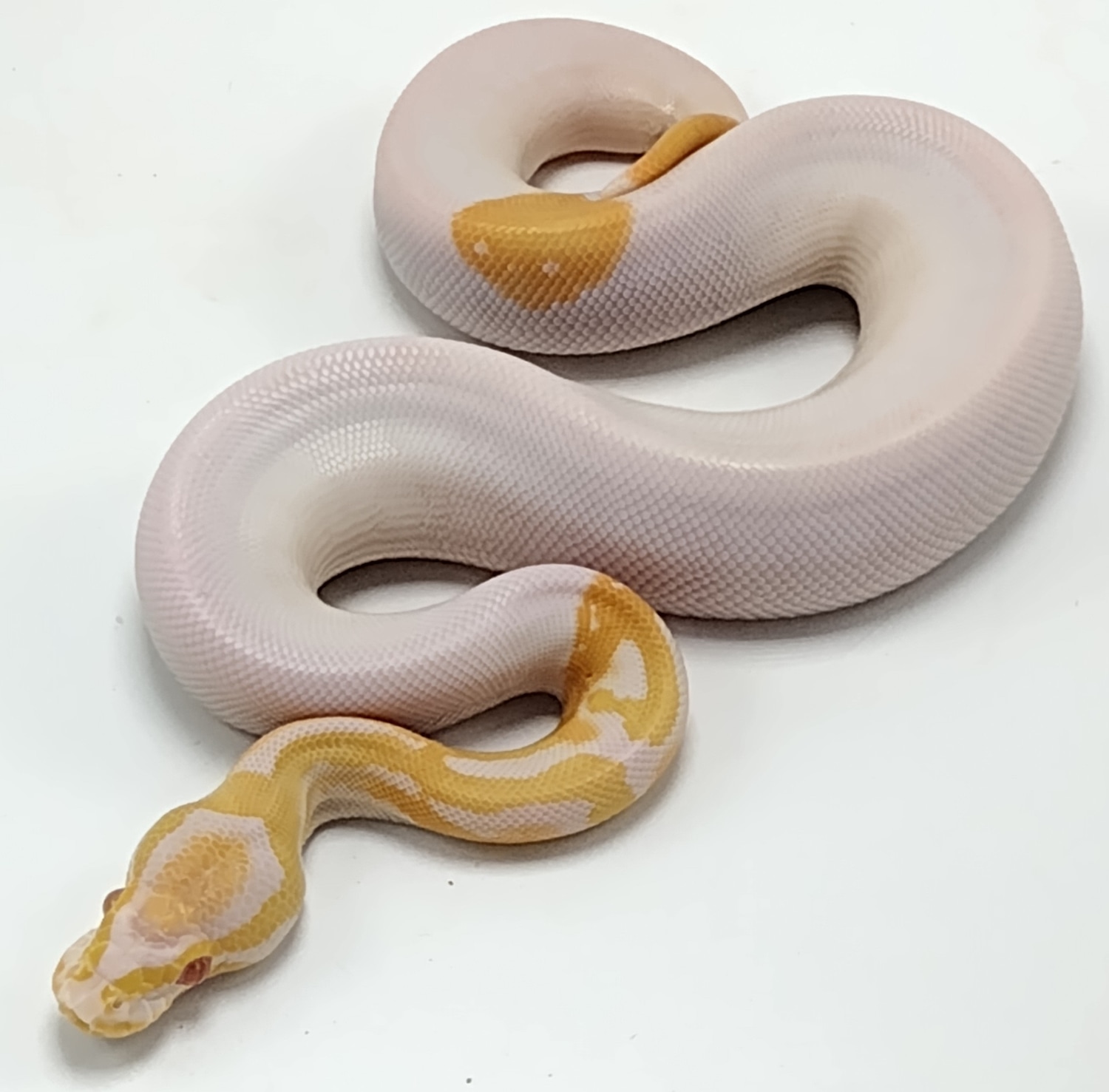 Albino Pied Ball Python by P5Pythons - MorphMarket