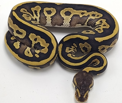 Pastel Pinstripe Puzzle Ball Python by P5Pythons - MorphMarket