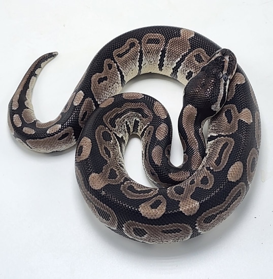 VPI Axanthic 50% Het Clown Ball Python by P5Pythons