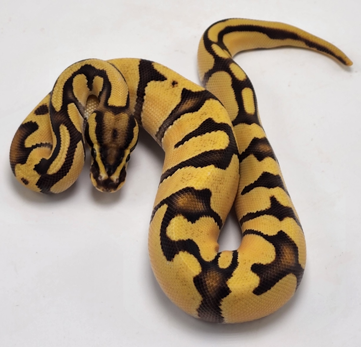 Super Orange Dream Fire Ball Python by P5Pythons - MorphMarket